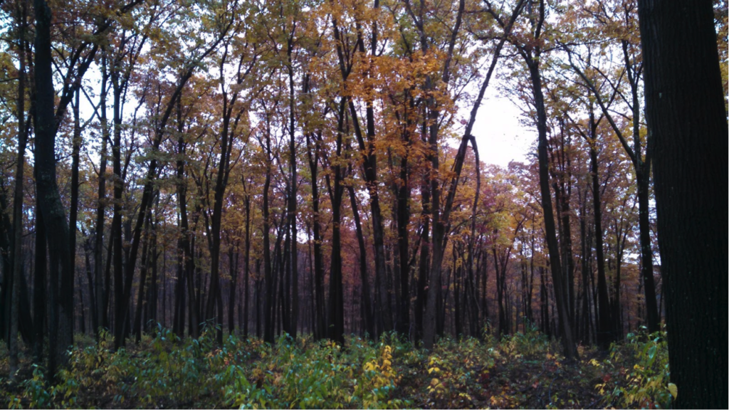 Forests for the Bats Part III: Foraging Habitat - Alliance for the ...