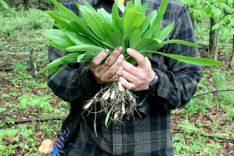 Agroforestry and Native Understory Crops - Alliance for the Chesapeake Bay