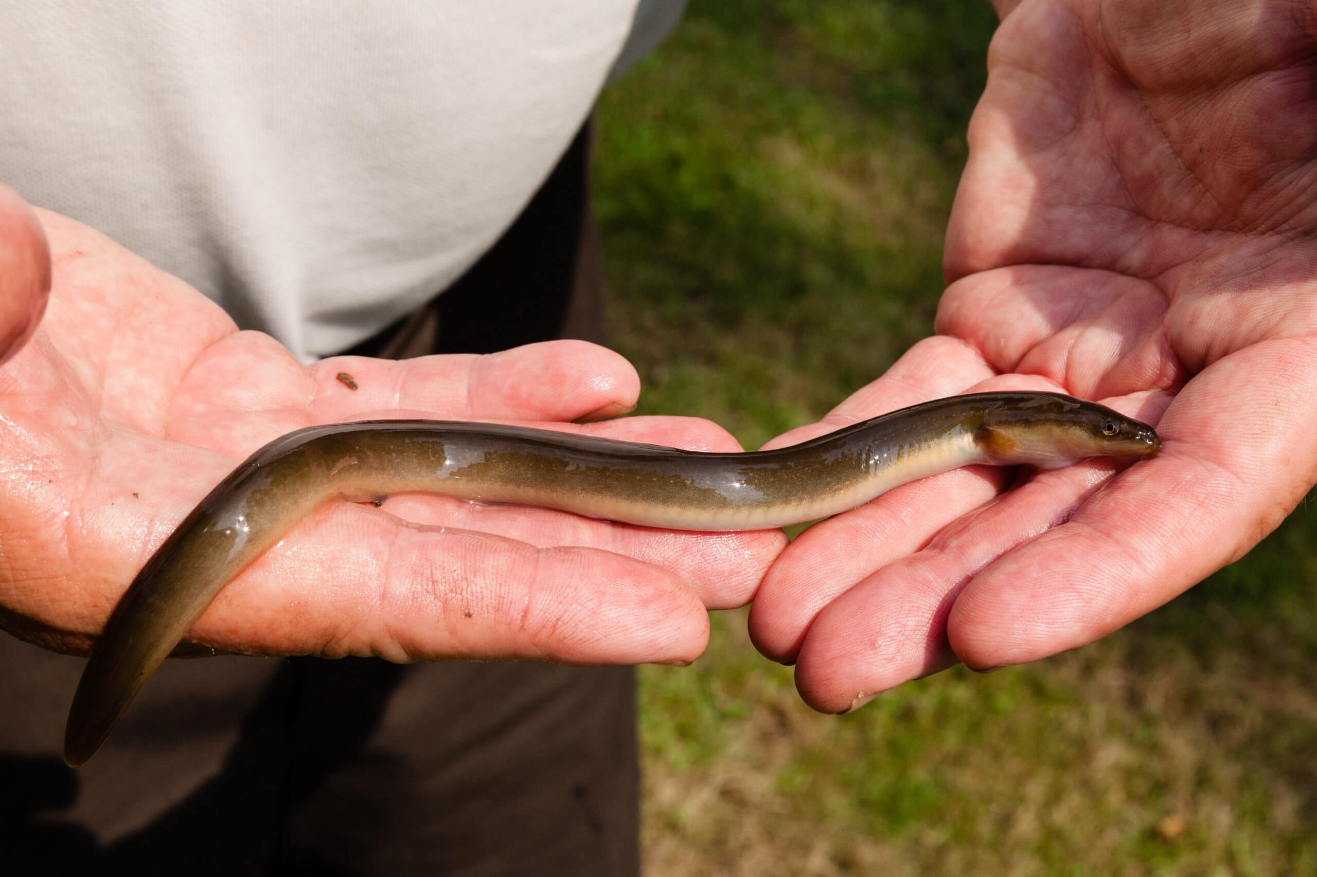 The American Eel International Fish Of Mystery Alliance For The The American Eel International Fish Of Mystery Alliance For The