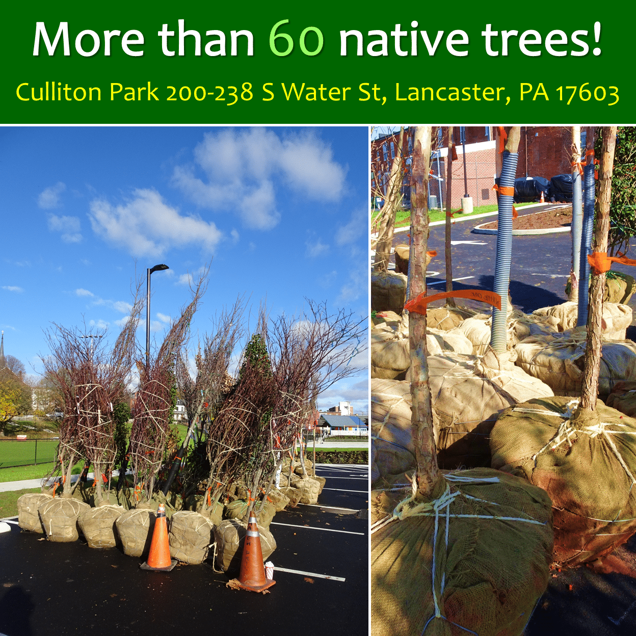 Restoring Native Tree Canopy to the City of Lancaster’s Culliton Park ...