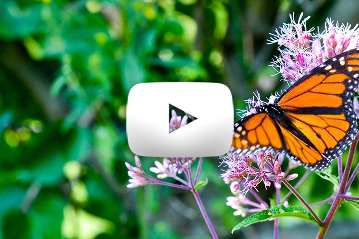 Giddy Up, Partner - Alliance for the Chesapeake Bay