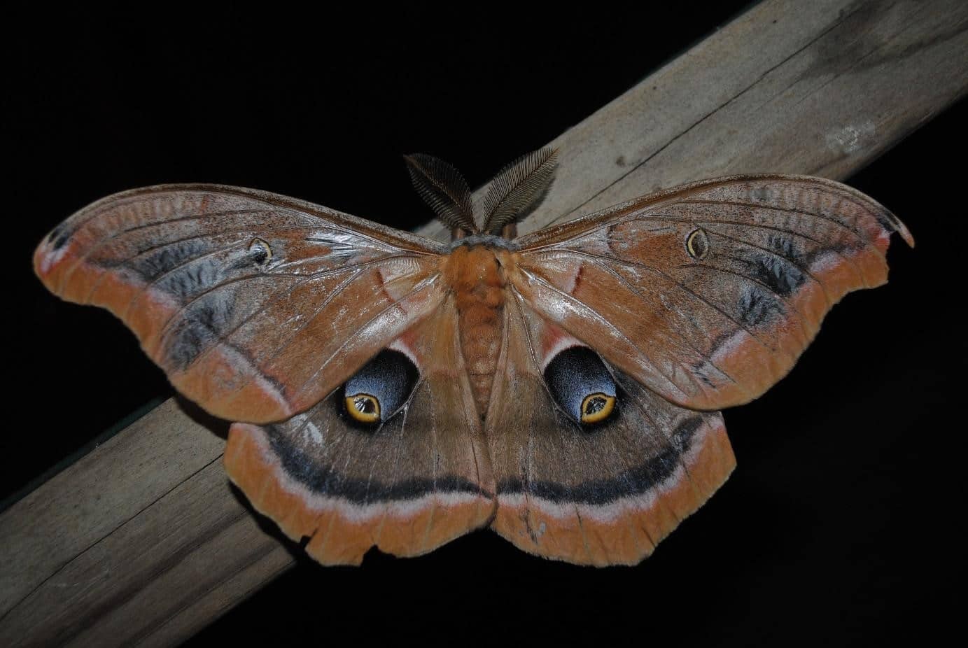 Longer than the Song of the Whippoorwill - Alliance for the Chesapeake Bay