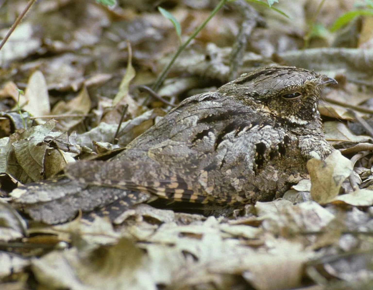 Longer than the Song of the Whippoorwill - Alliance for the Chesapeake Bay