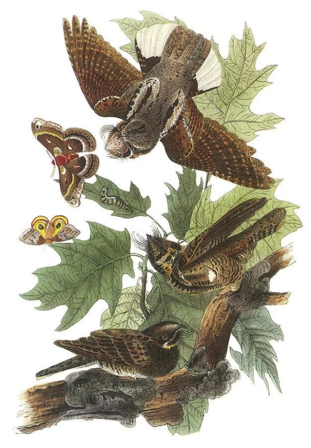 Longer than the Song of the Whippoorwill - Alliance for the Chesapeake Bay