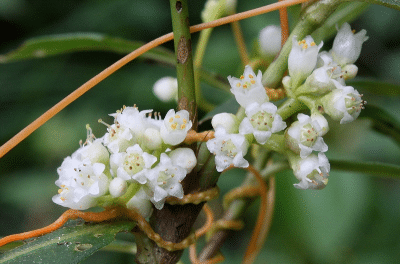 The Wetland Vampire: Dodder - Alliance for the Chesapeake Bay