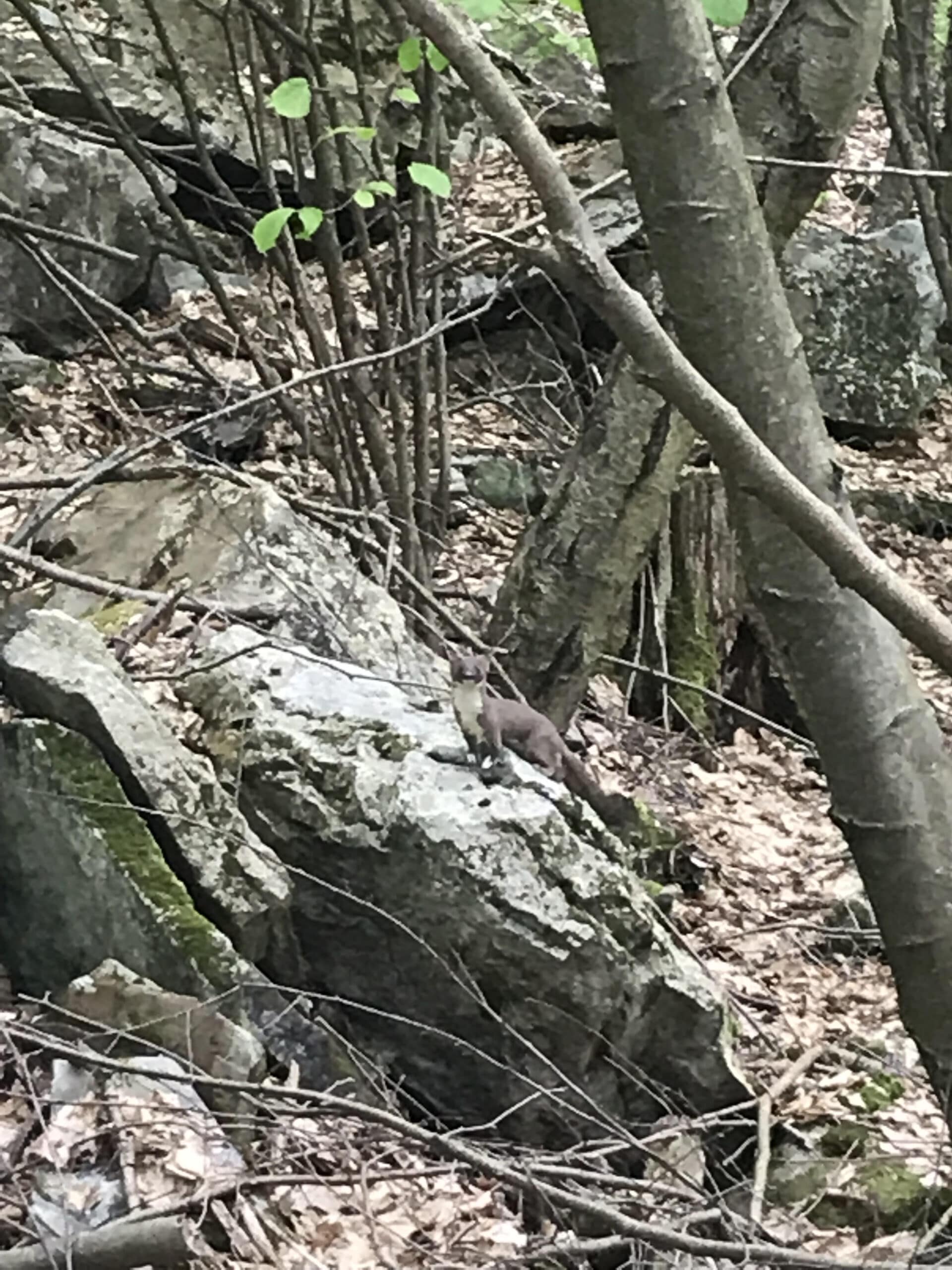 The White Weasels of Winter - Alliance for the Chesapeake Bay