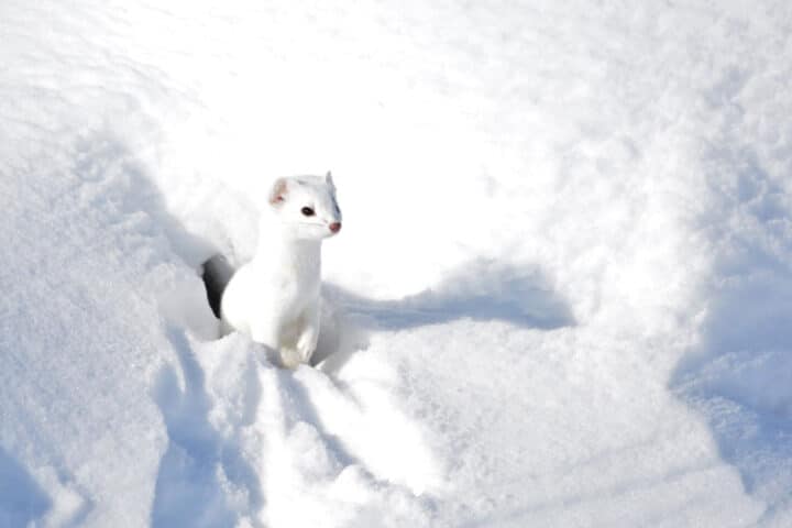 The White Weasels of Winter - Alliance for the Chesapeake Bay