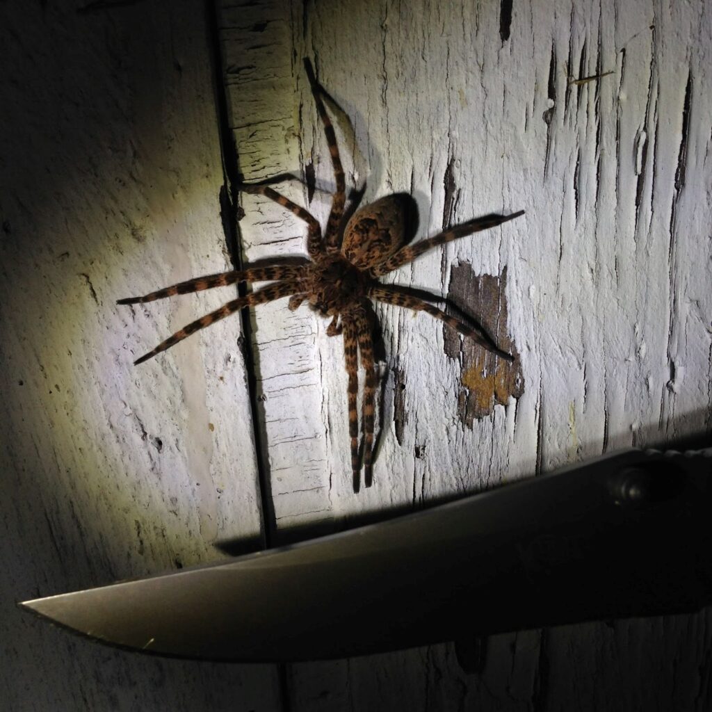 Fishing Spiders: Tickly Water Walkers - Alliance for the Chesapeake Bay