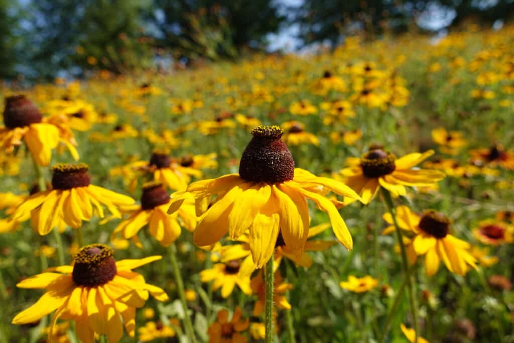 Visit a Meadow for the Best Free Fireworks Show This Summer - Alliance ...