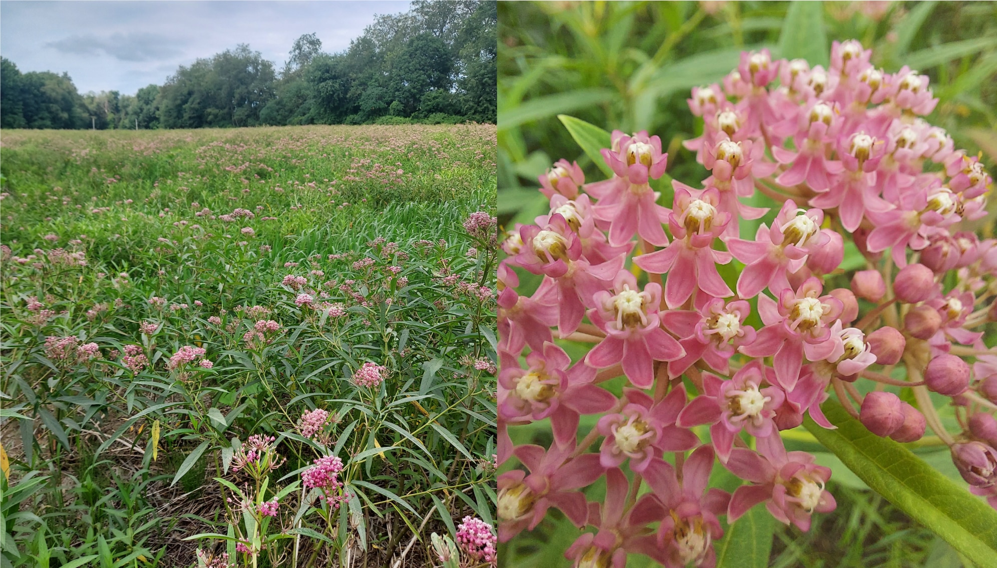 A Trip Down Monarda Lane - Alliance for the Chesapeake Bay