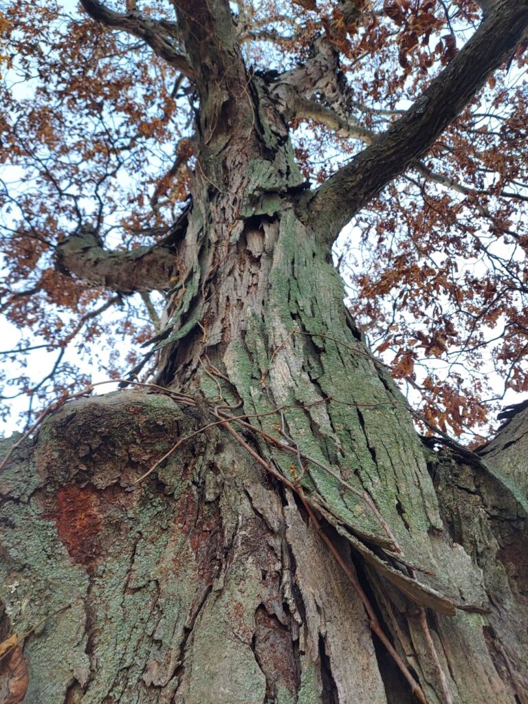 The Fall Bounty and Beauty of Shagbark Hickory - Alliance for the ...
