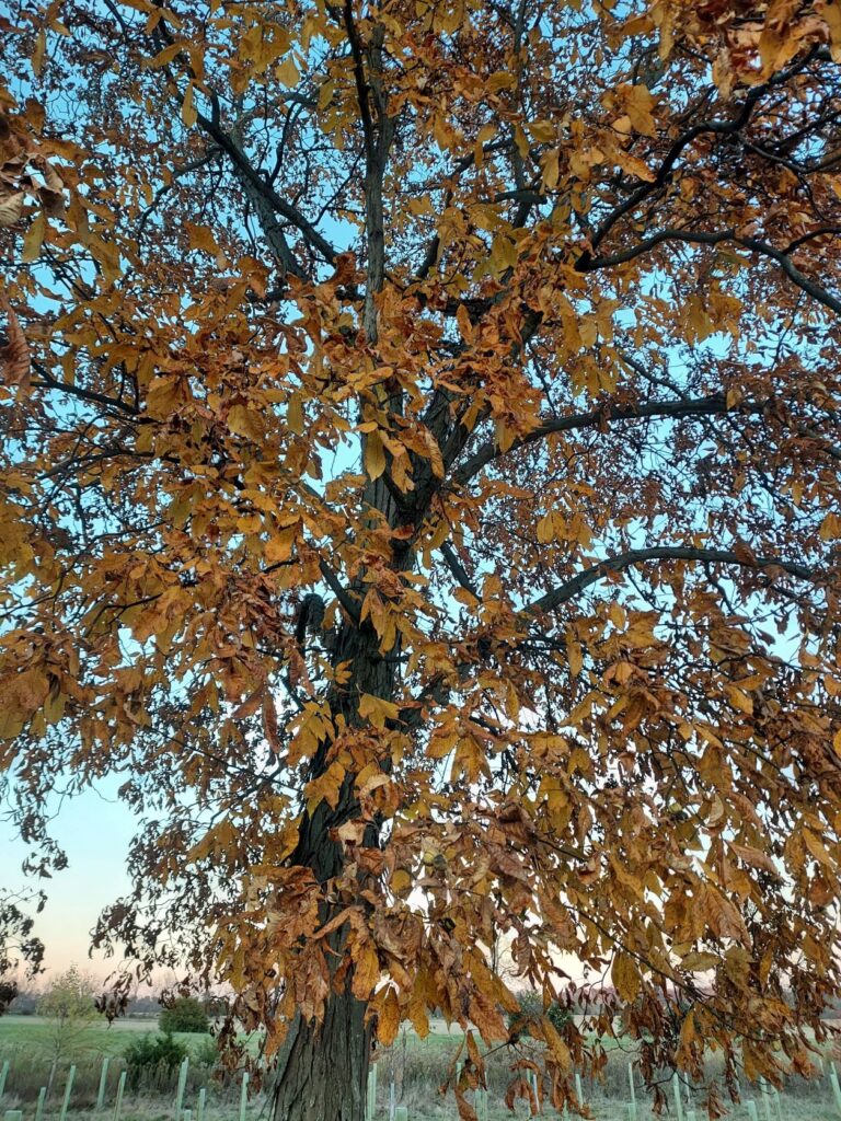 The Fall Bounty and Beauty of Shagbark Hickory - Alliance for the ...