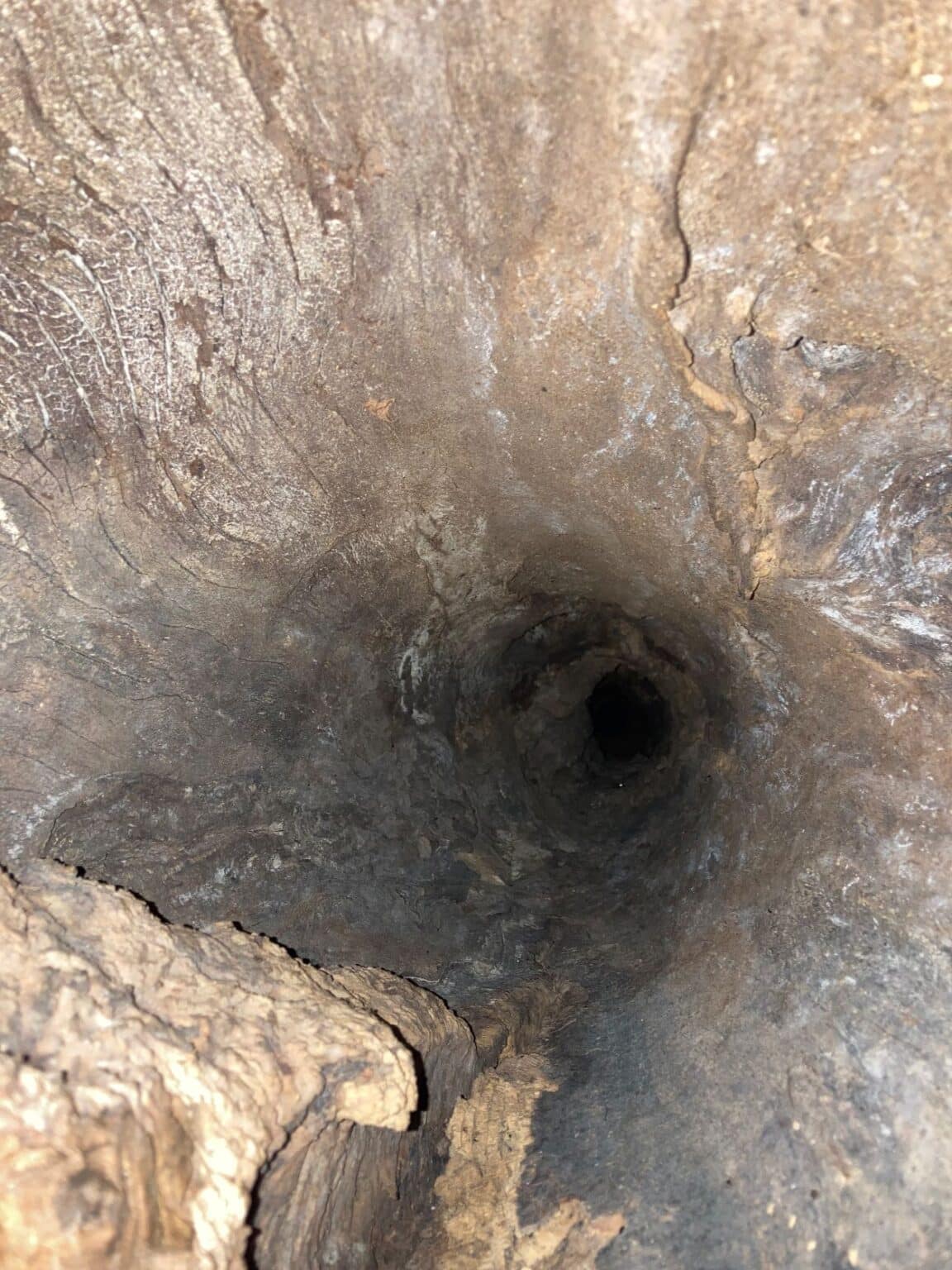 Happy Holloween: The Sweet Treat of Finding Tree Cavities - Alliance ...