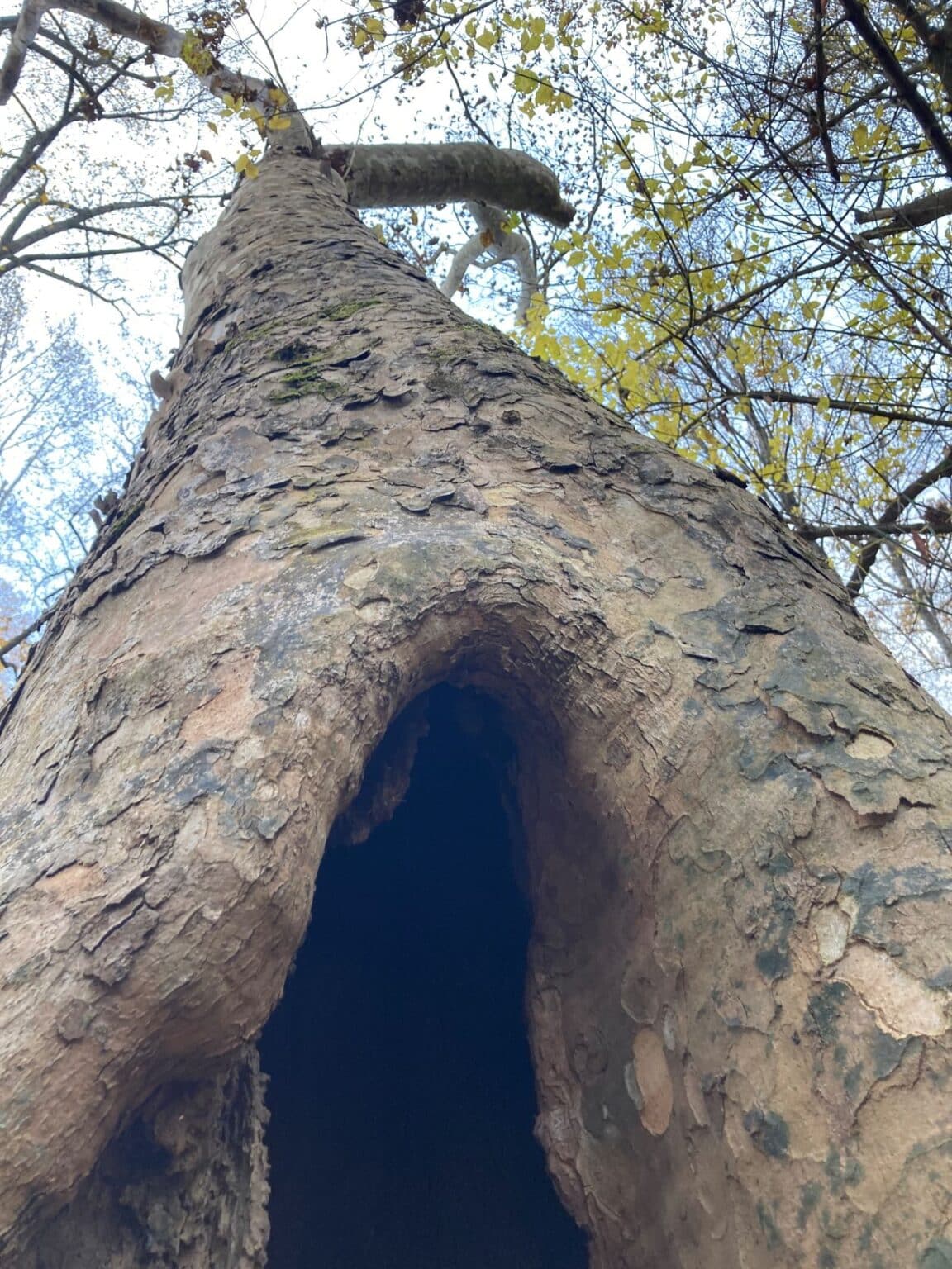 Happy Holloween: The Sweet Treat of Finding Tree Cavities - Alliance ...