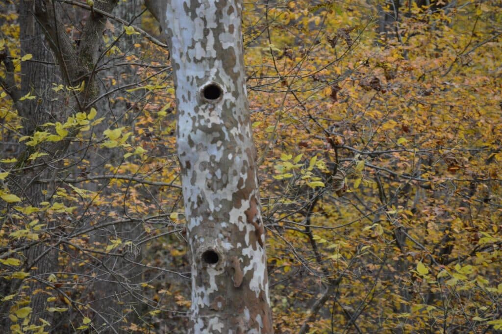 Happy Holloween: The Sweet Treat of Finding Tree Cavities - Alliance ...