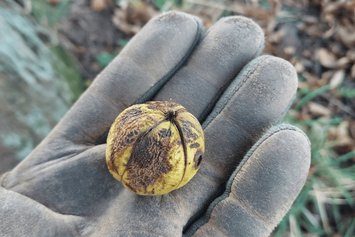 The Fall Bounty and Beauty of Shagbark Hickory - Alliance for the ...