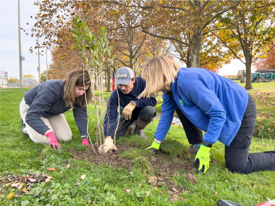For Our Forests: 29,071 Trees to be Planted this Fall - Alliance for ...