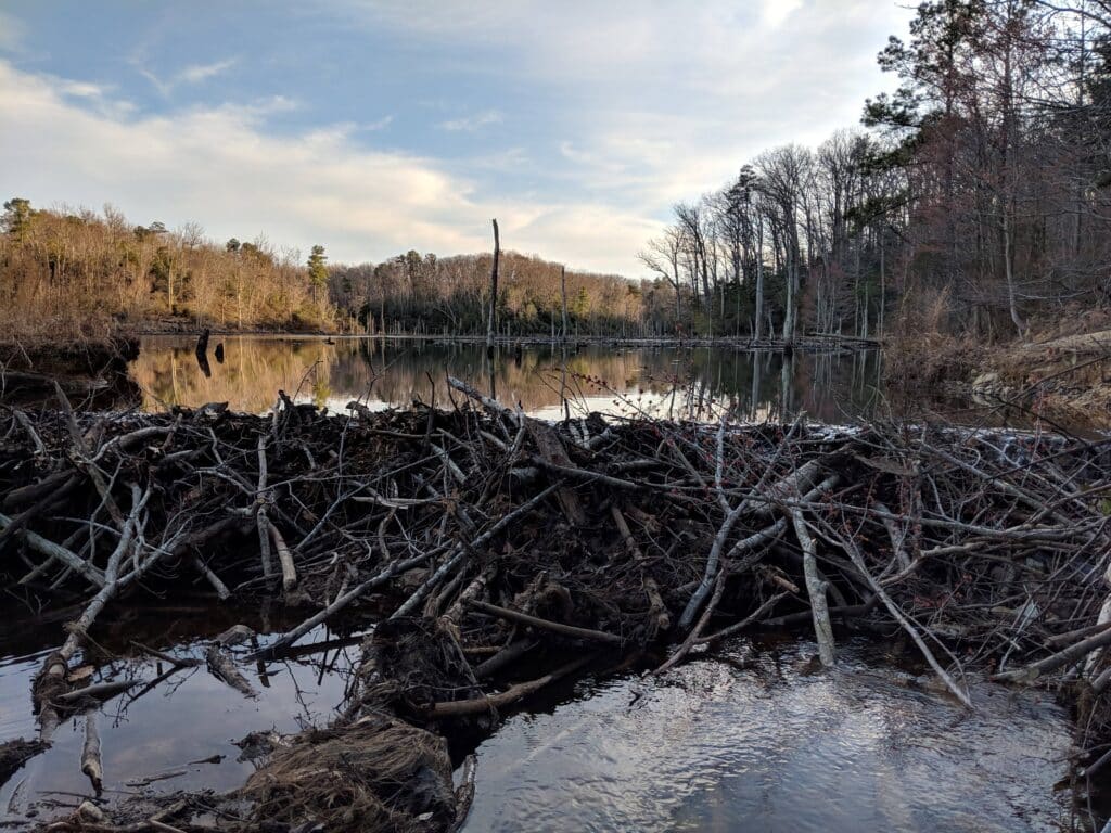 Having a Dam Good Time at BeaverCon - Alliance for the Chesapeake Bay