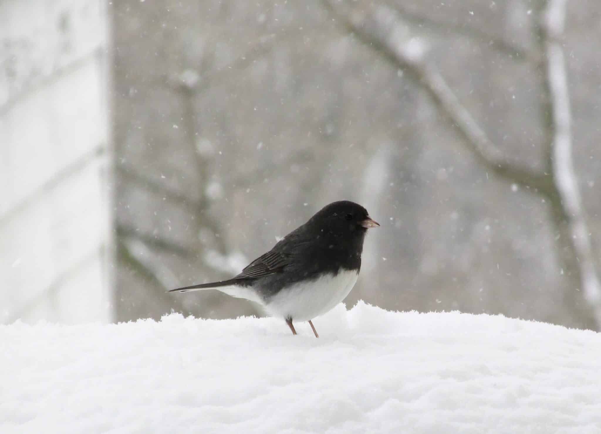 Winter Birding - It's for the Birds! - Alliance for the Chesapeake Bay