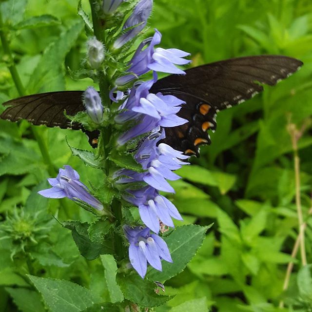 When You’re Feeling Blue, Think Native Plants - Alliance for the ...