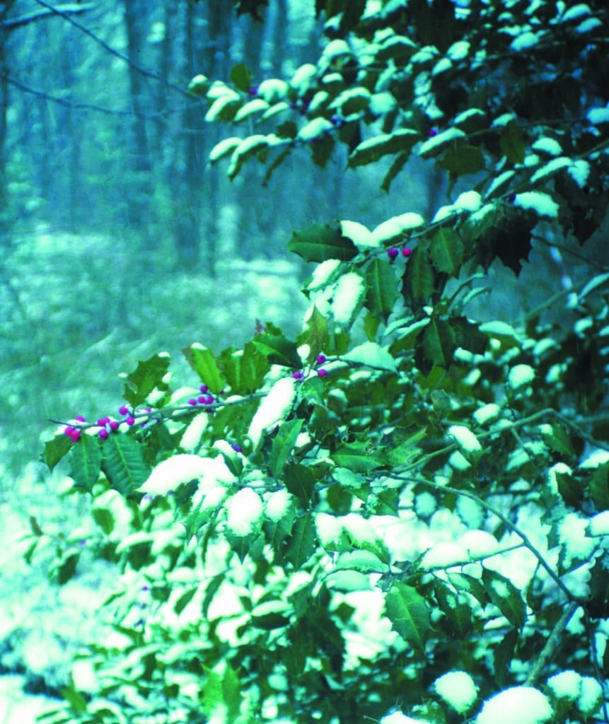 Ilex opaca - Alliance for the Chesapeake Bay