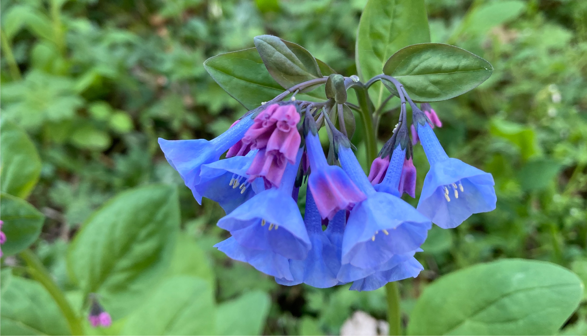 When You’re Feeling Blue, Think Native Plants - Alliance for the ...