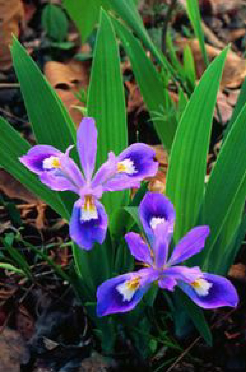 When You’re Feeling Blue, Think Native Plants - Alliance for the ...