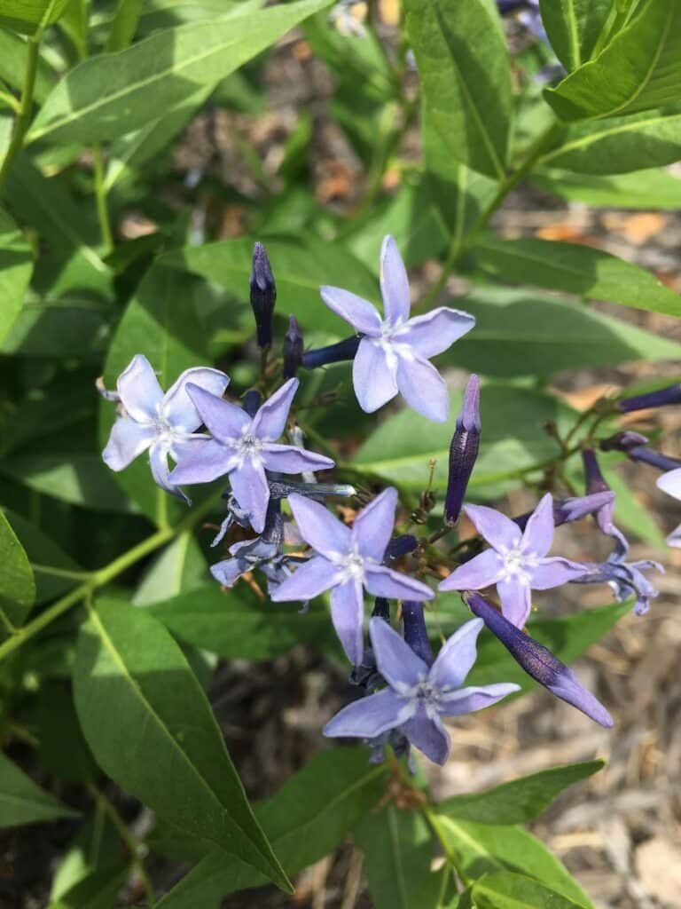When You’re Feeling Blue, Think Native Plants - Alliance for the ...