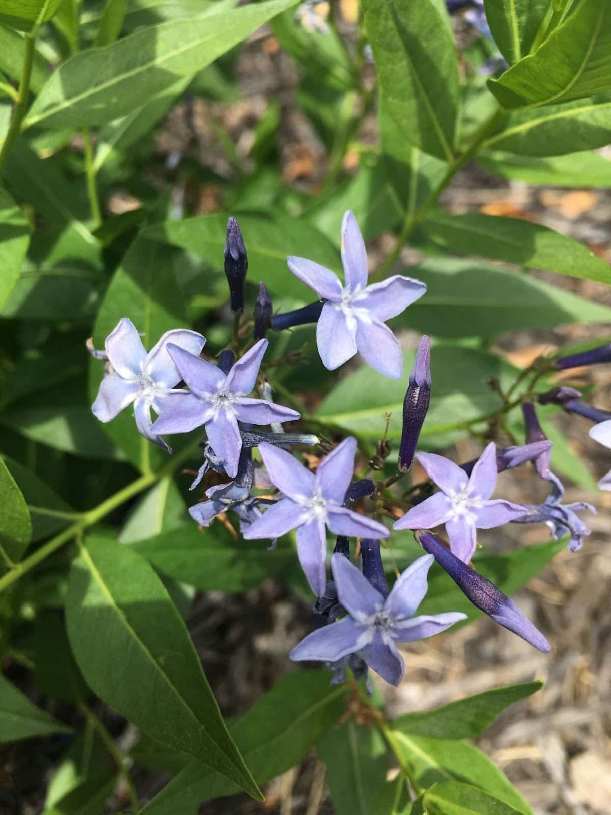 When You’re Feeling Blue, Think Native Plants - Alliance for the ...