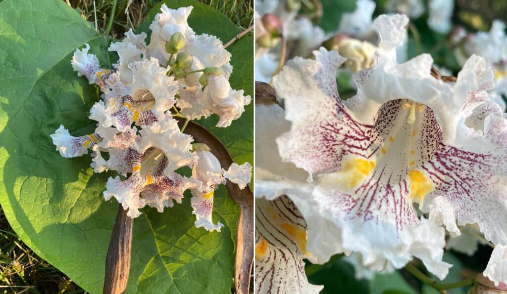 What’s Poppin’? Phenological Fun: Northern catalpa - Alliance for the ...