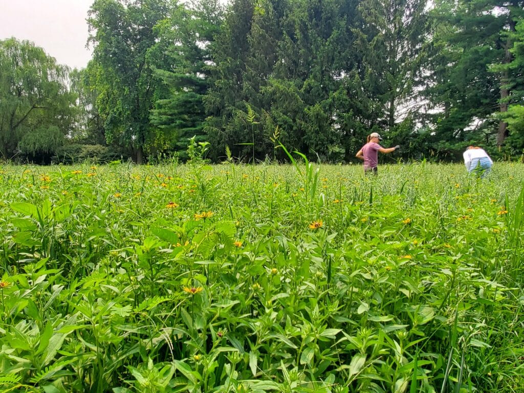 Pennsylvania Lawn Conversion Project - Alliance for the Chesapeake Bay