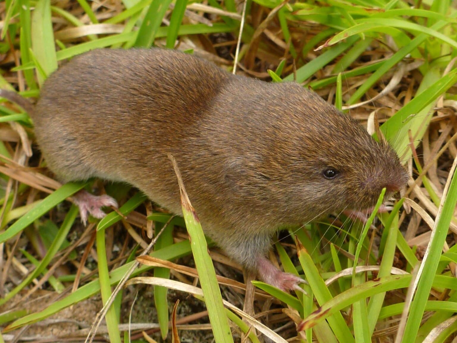Voles: The Tree Planter’s Worst (and Cutest) Enemy - Alliance for the ...