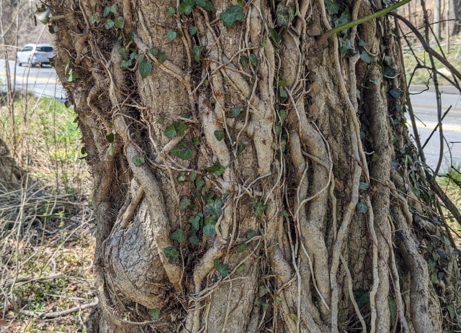 Loosen the Grip of English Ivy - Alliance for the Chesapeake Bay