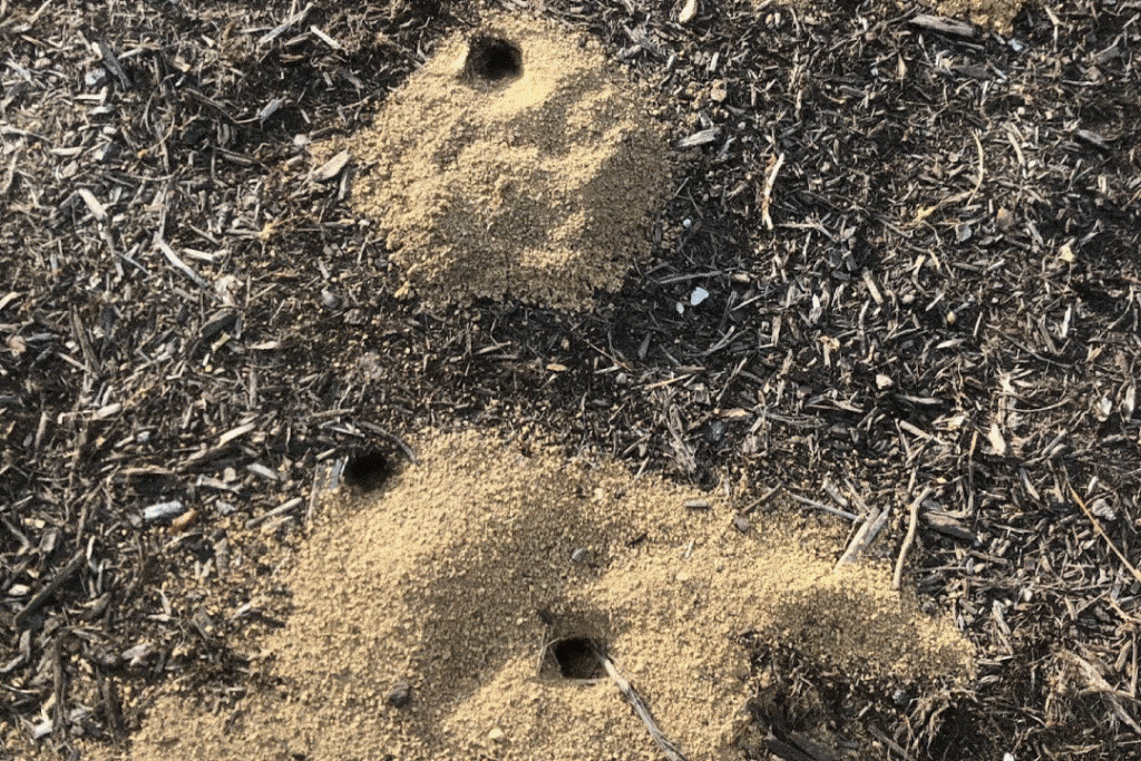 What’s Poppin’? Phenological Fun: Eastern Cicada Killer Wasp - Alliance ...