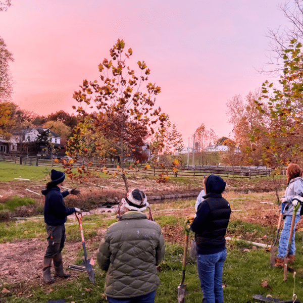 Volunteer Tree Planting Relay Alliance For The Chesapeake Bay