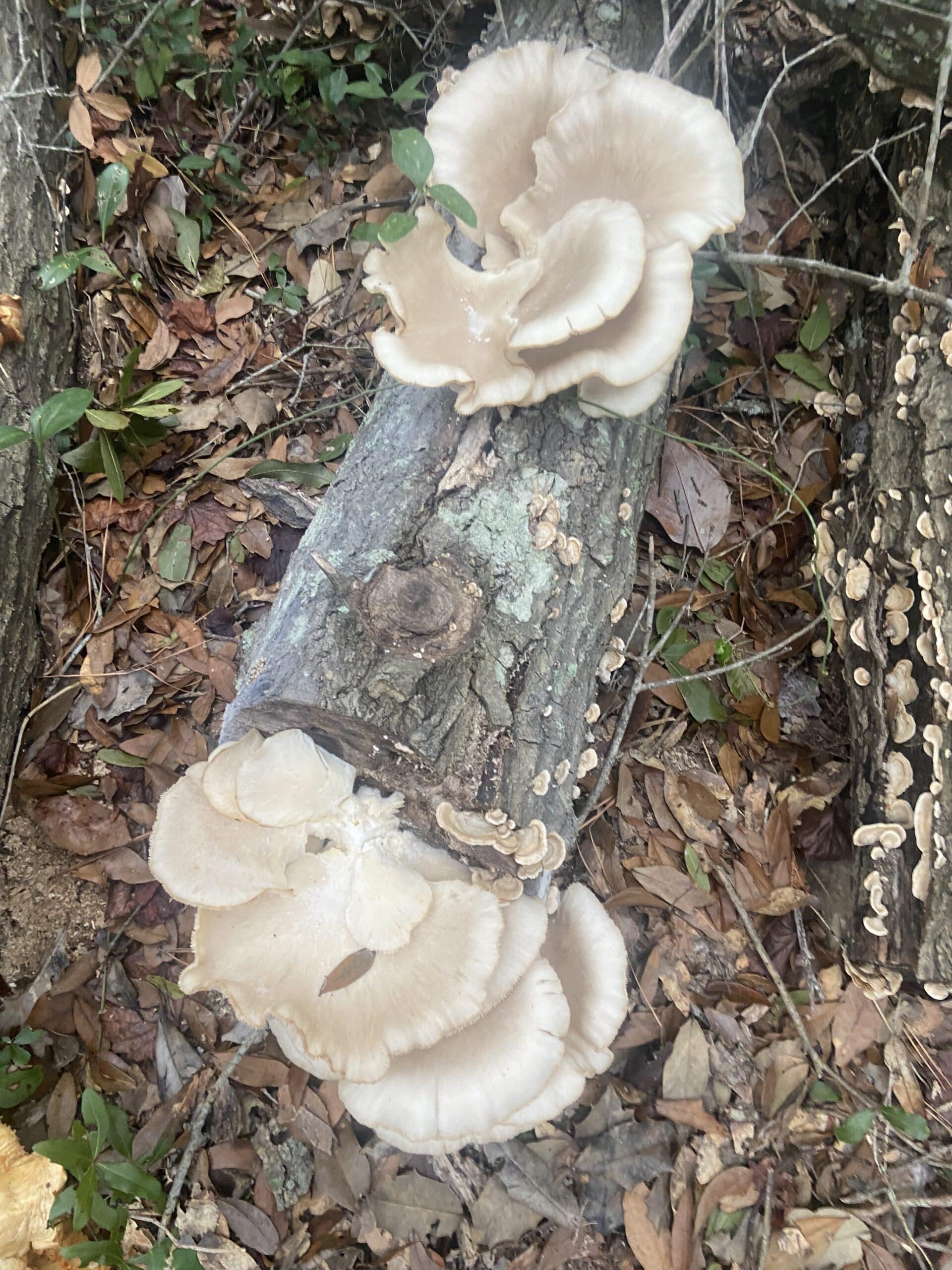 What's Poppin'? Phenological Fun: Winter Oyster Mushroom - Alliance for ...