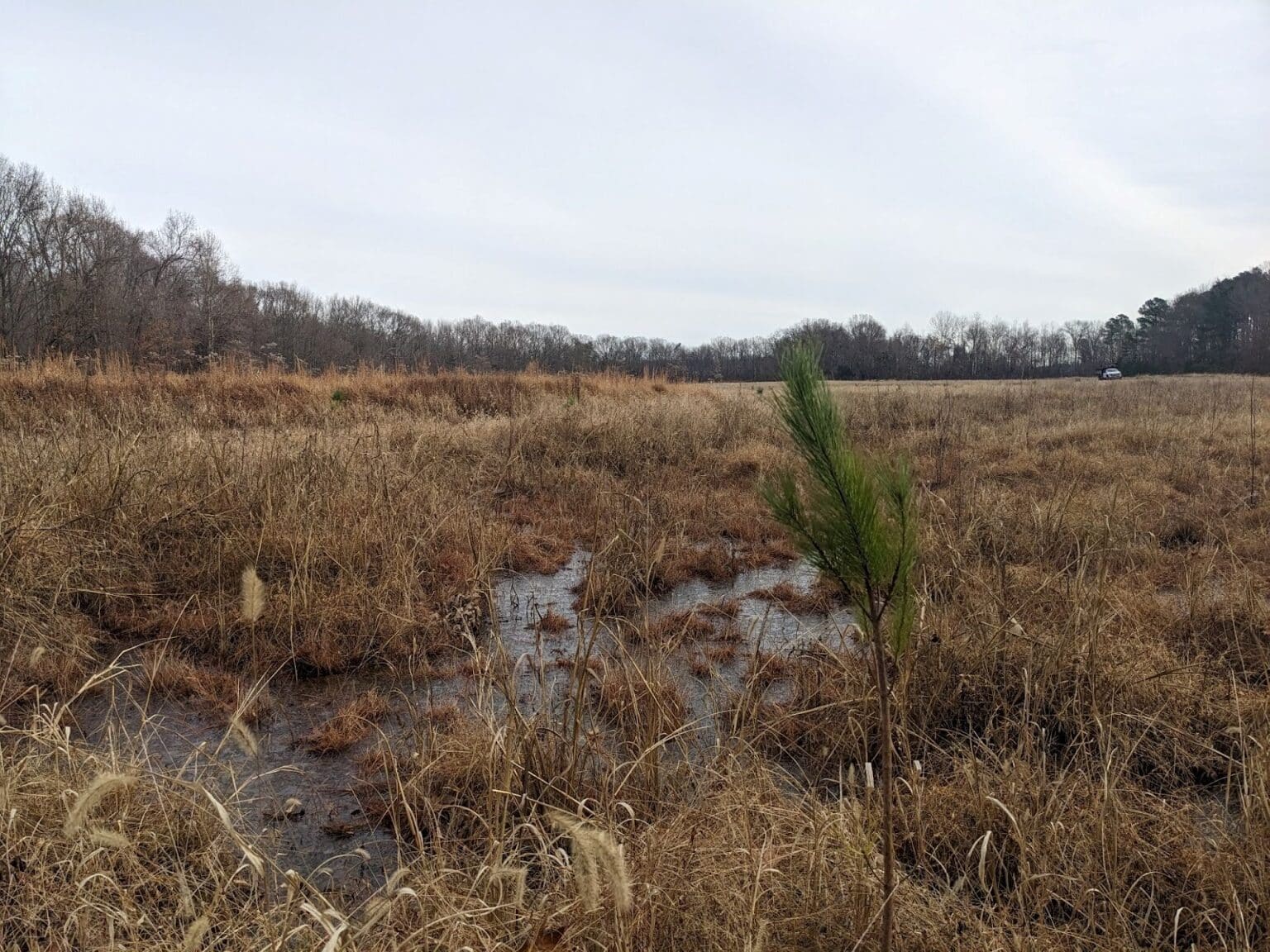 Restoring Wetlands at Cedar Point Wildlife Management Area - Alliance ...