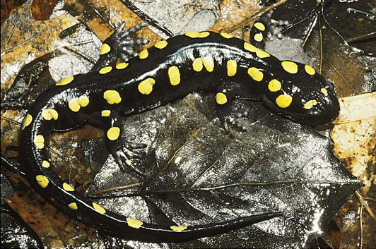 Surviving Winter: The Amphibian Way - Alliance for the Chesapeake Bay