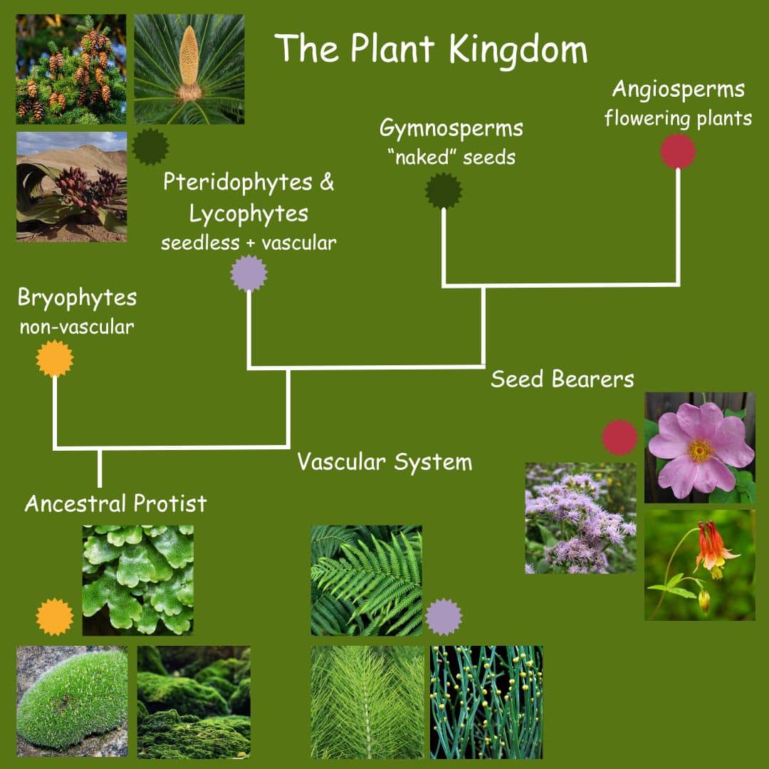 Knowledge is Power; Know Your Flowers (Part 1) - An Inflorescence Story ...