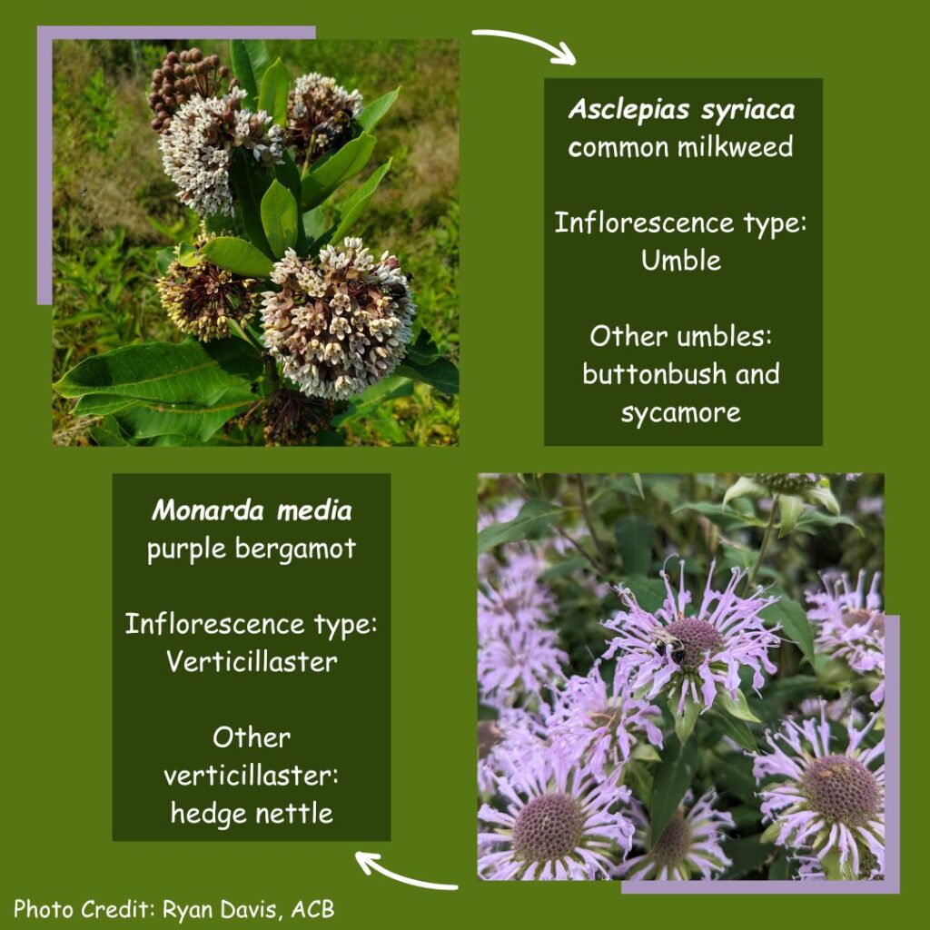 Knowledge is Power; Know Your Flowers (Part 1) - An Inflorescence Story ...