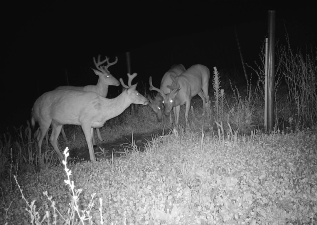 The Buffer Buck - Alliance for the Chesapeake Bay