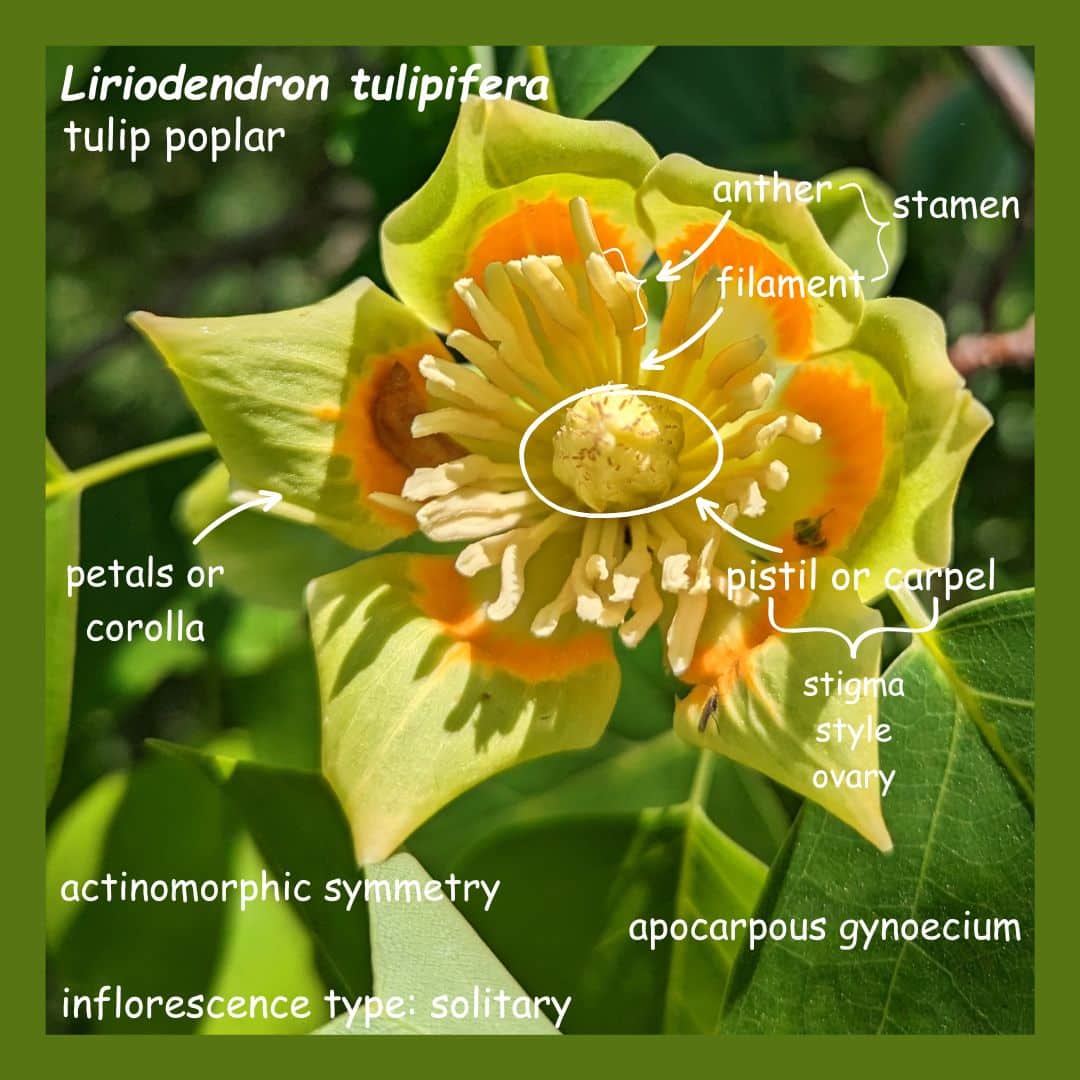 Know Your Flower Anatomy - Alliance for the Chesapeake Bay