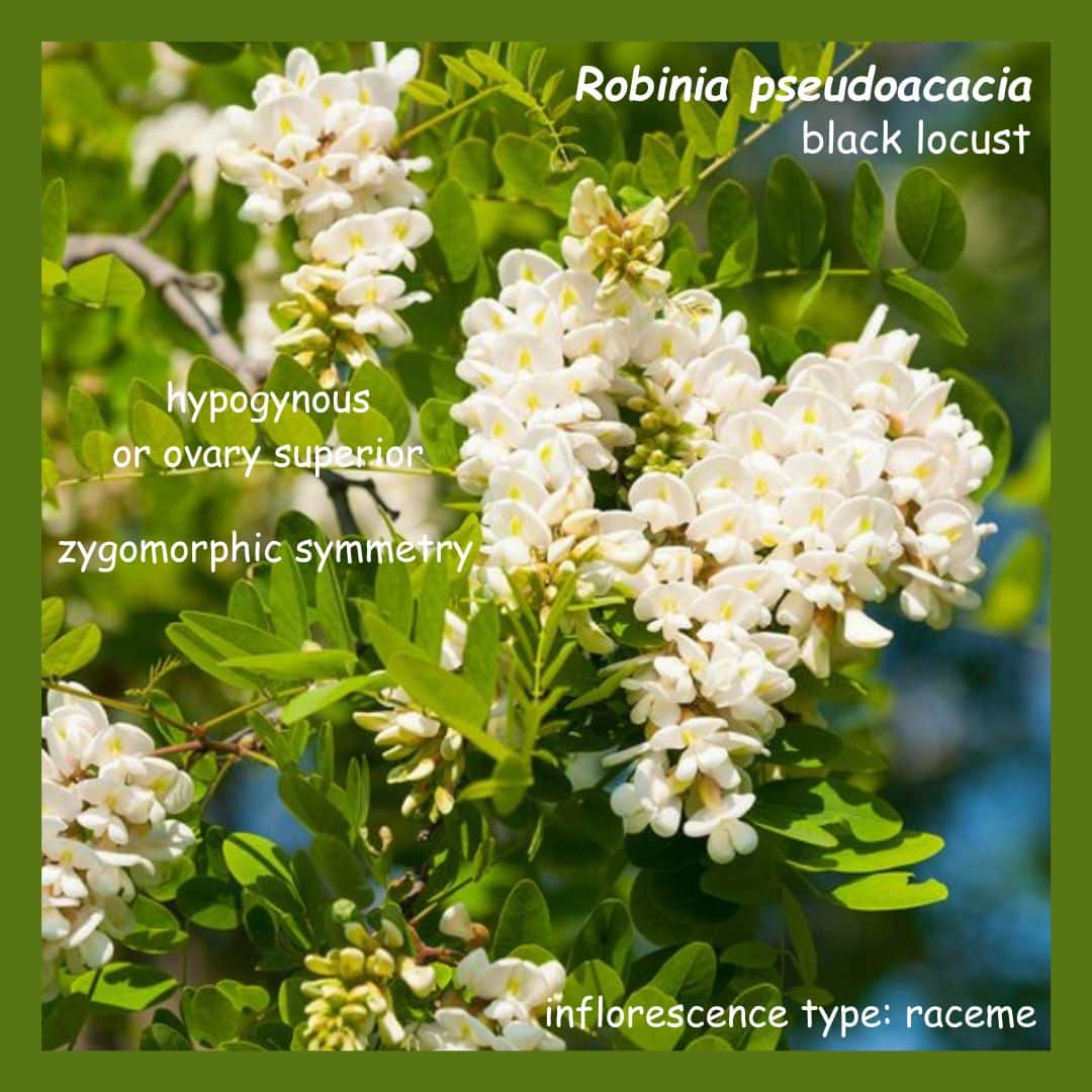 Know Your Flower Anatomy - Alliance for the Chesapeake Bay