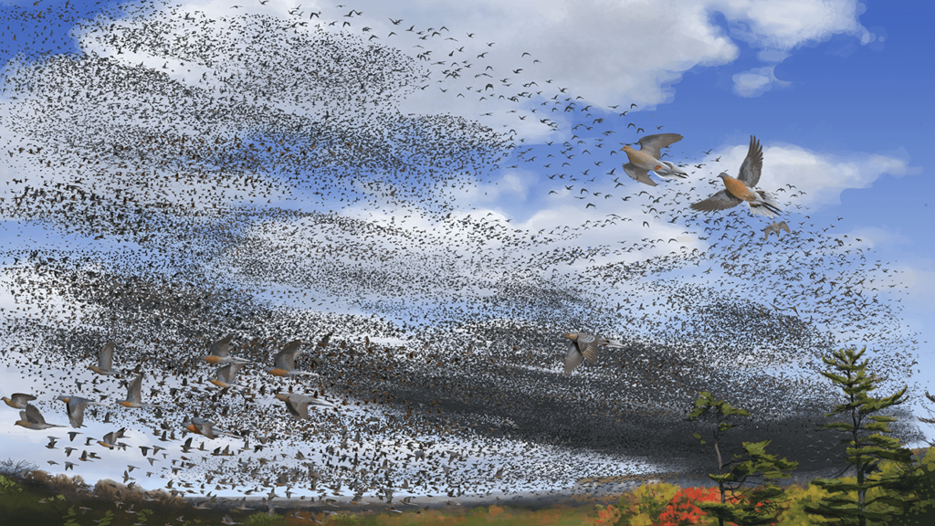 An Empty Sky: The Plight of the Passenger Pigeon - Alliance for the ...