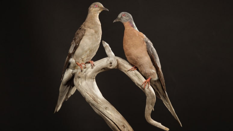 An Empty Sky: The Plight of the Passenger Pigeon - Alliance for the ...