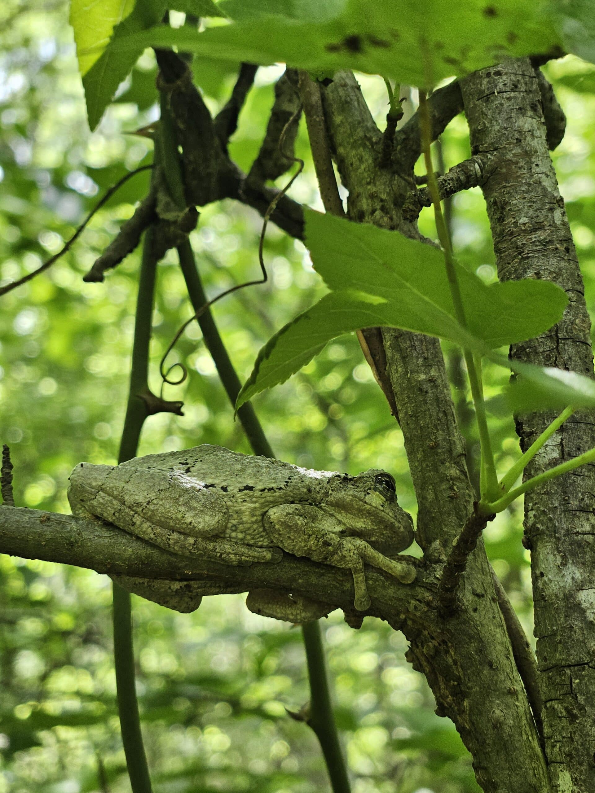 Uhler Tract Forest Inventory - Alliance for the Chesapeake Bay