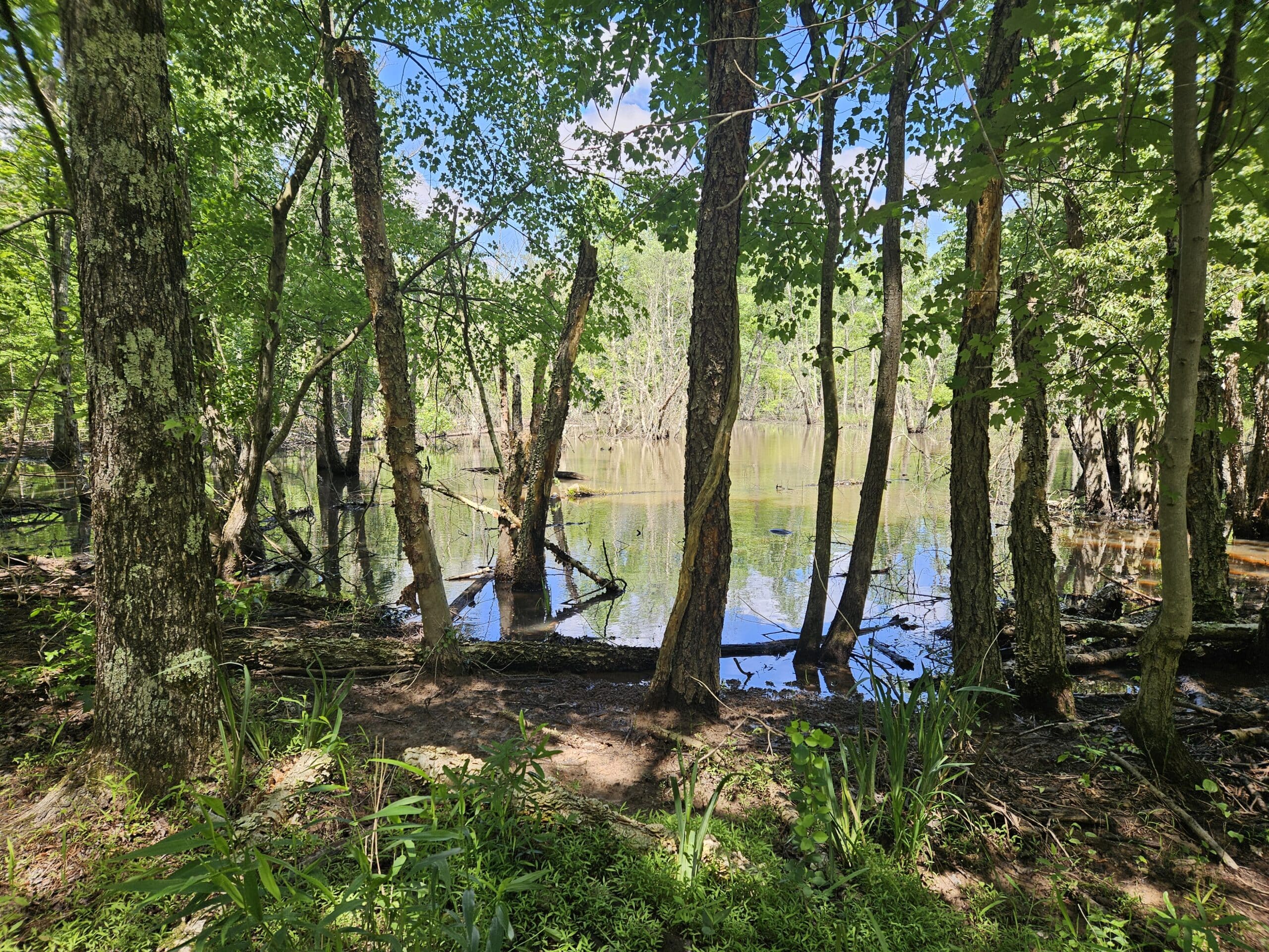 Uhler Tract Forest Inventory - Alliance for the Chesapeake Bay
