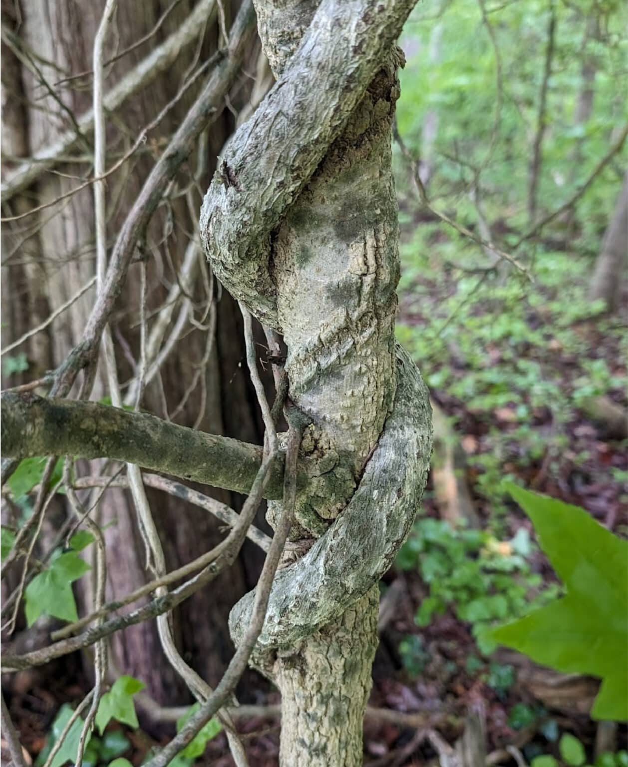Invasive Bittersweet Vines: All Bitter, No Sweet - Alliance for the ...