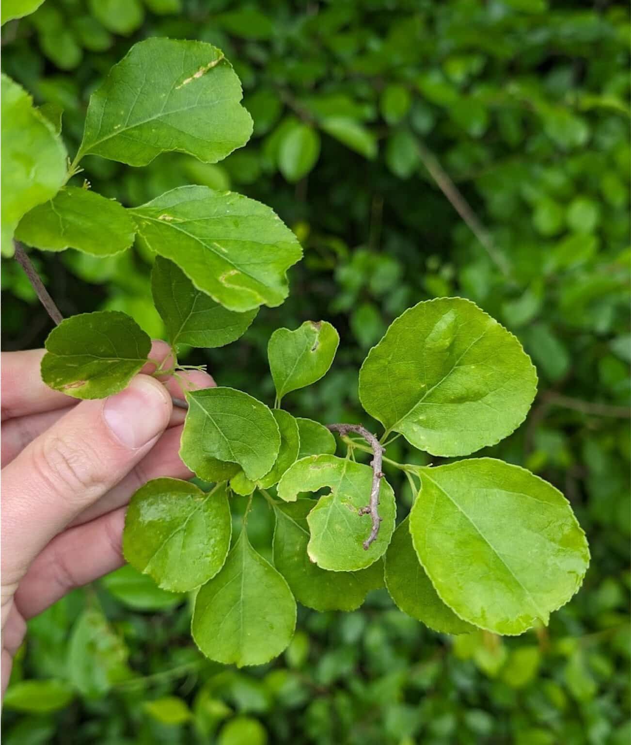 Invasive Bittersweet Vines: All Bitter, No Sweet - Alliance for the ...