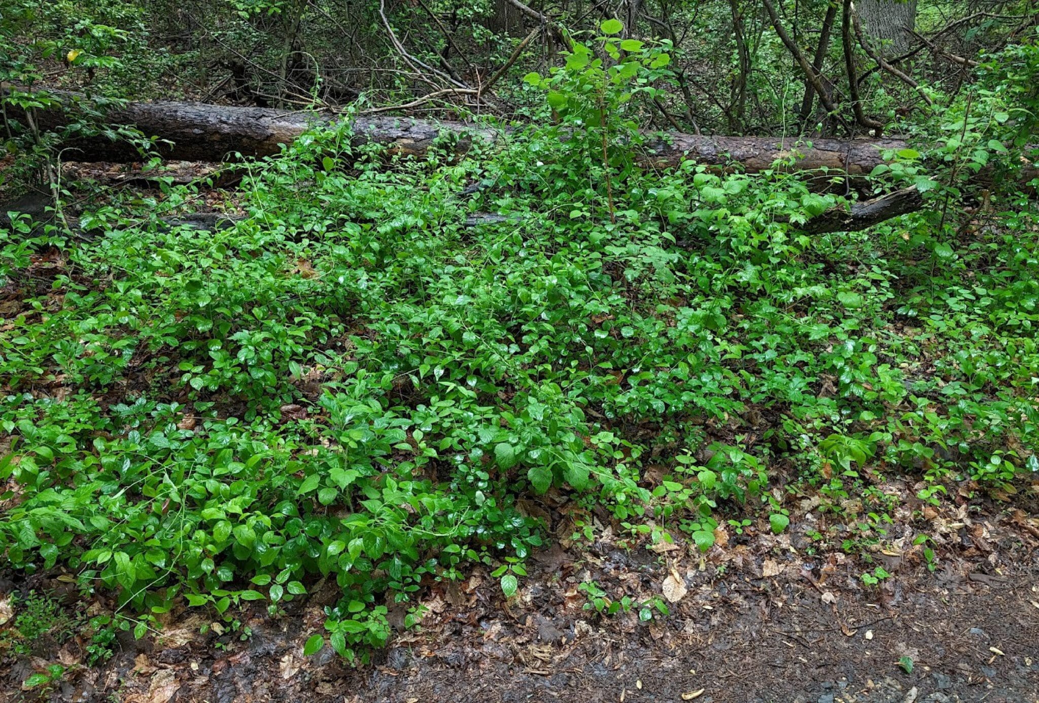 Invasive Bittersweet Vines: All Bitter, No Sweet - Alliance for the ...